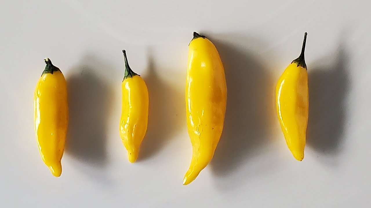 Aji Lemon x4... known in Peru as Qillu Uchu! - YouTube
