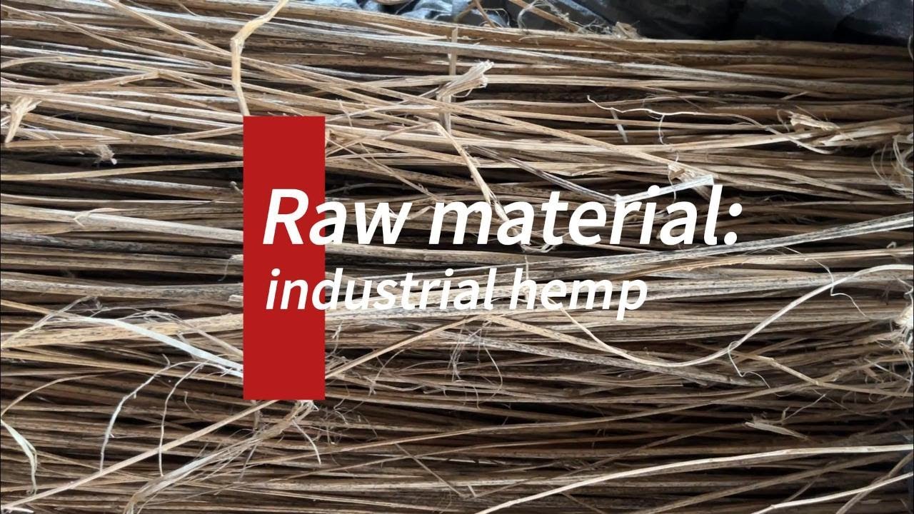 Let's take a look at how dry hard industrial hemp is softened to make ...
