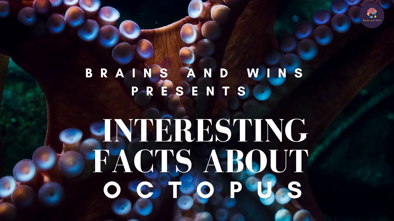 Interesting Facts about Octopus - Oct 8 - World Octopus Day #trending ...