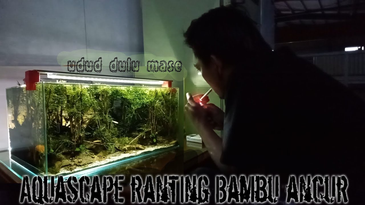 UPDATE membuat Aquascape ranting Bambu‼️java moss di Lem mati - YouTube