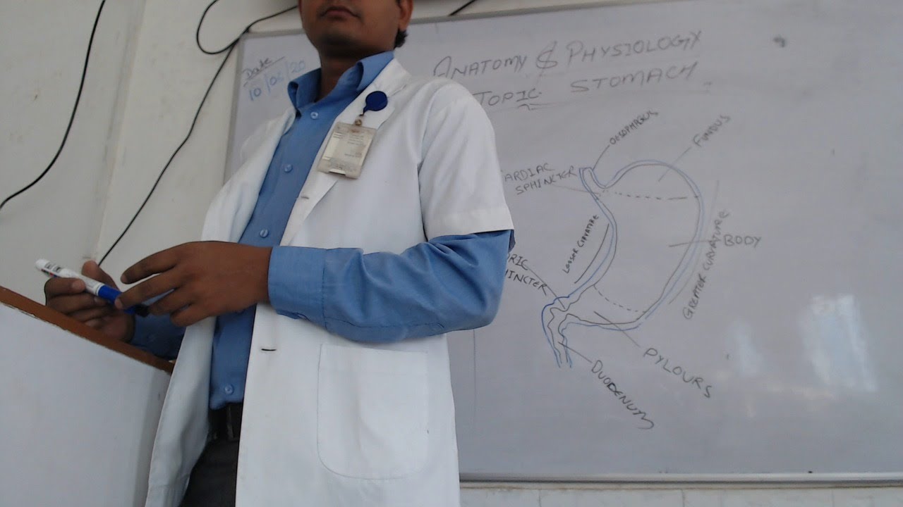 BSC AND GNM 1st YEAR ANATOMY AND PHYSIOLOGY STOMACH YouTube bsc-and-gnm-1st-year-anatomy-and-physiology-stomach-youtube