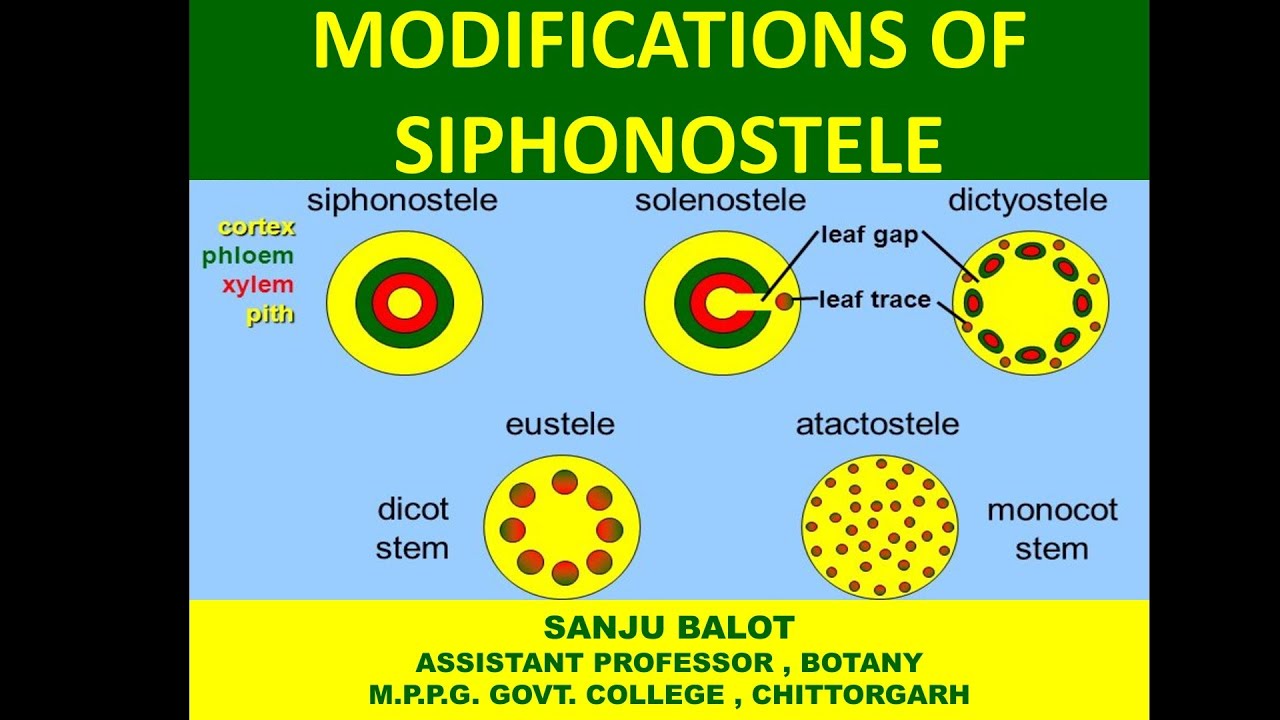 Modifications of Siphonostele and Evolution of stelar system in ...