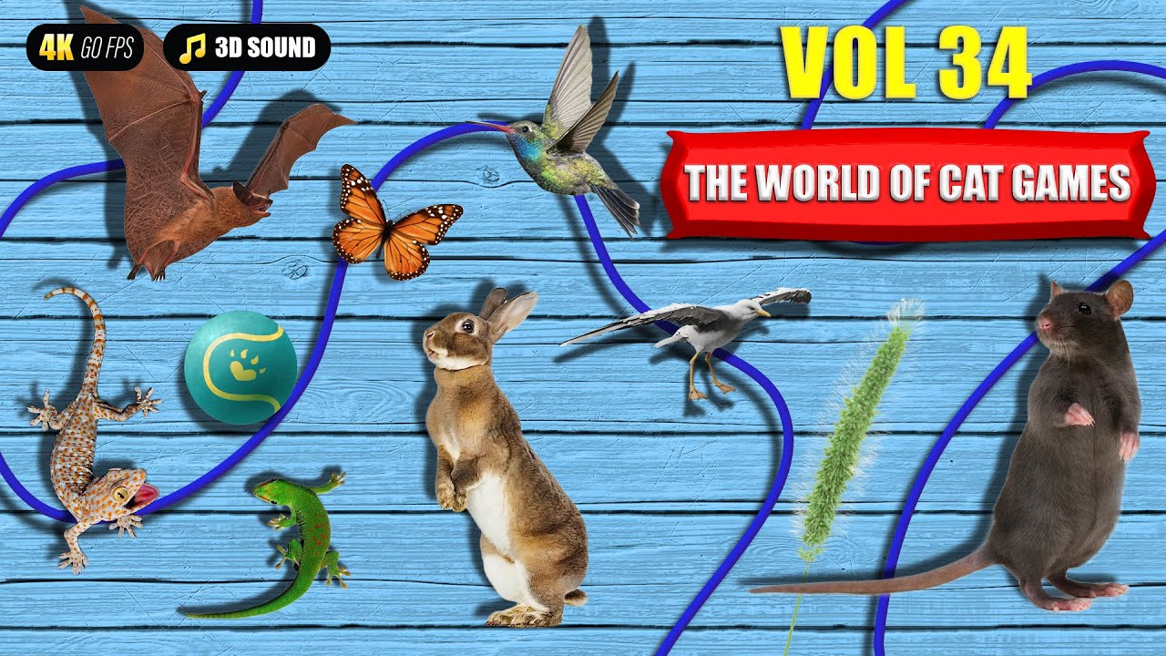 3D Games For Cats | The Lizard, Butterfly, Gecko… Vol 34 | 4K, 60fps ...