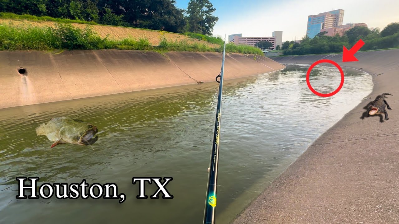 There’s Monster Fish Living Here!? Downtown Houston, TX - YouTube