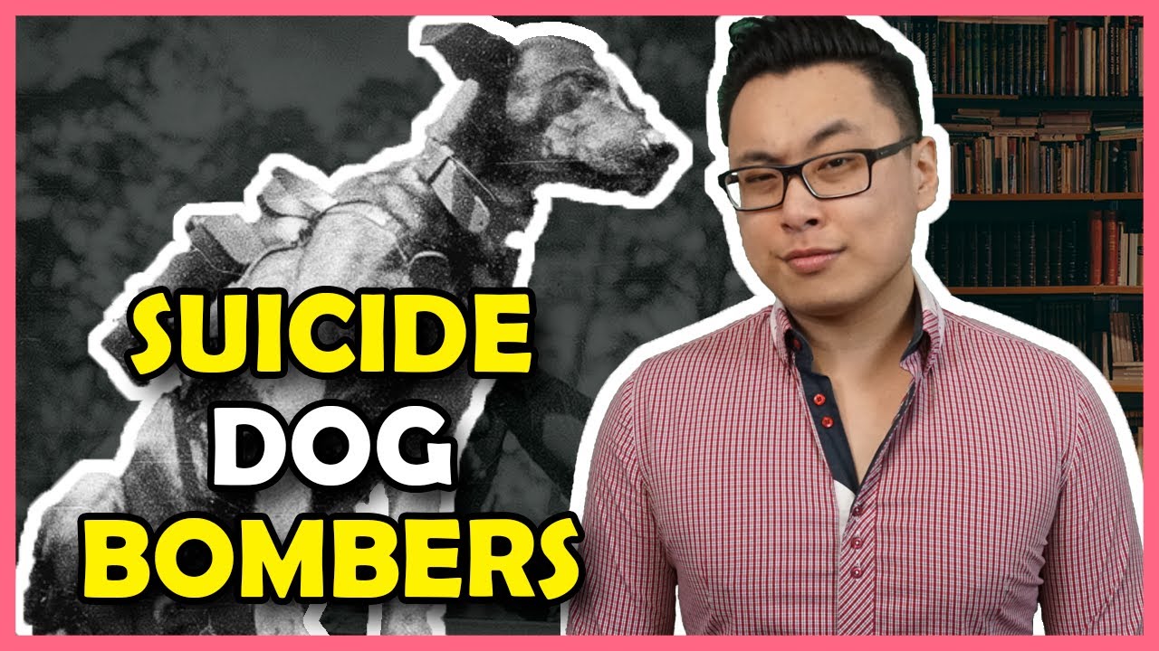 Anti-Tank Dogs of World War 2 - YouTube