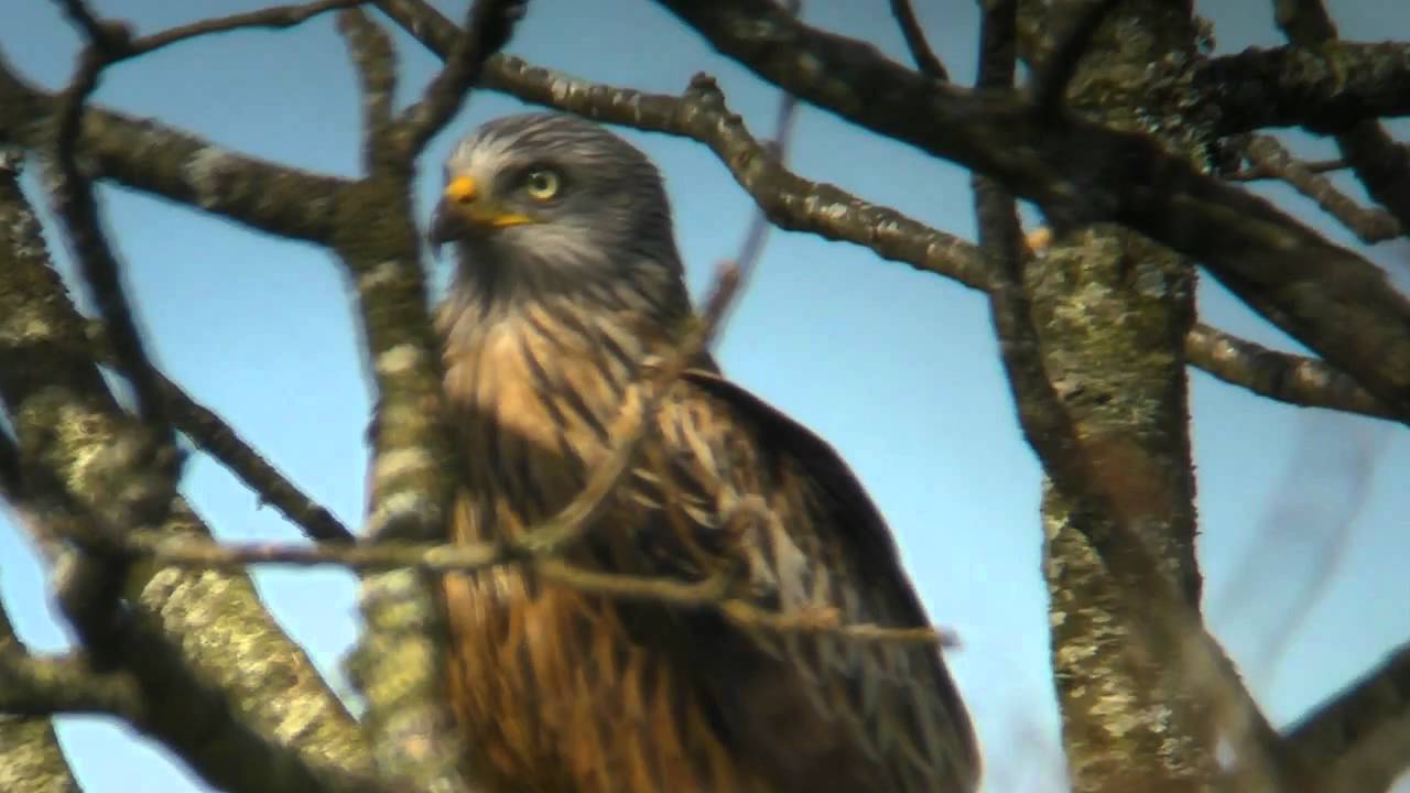 RED KITE close up - YouTube