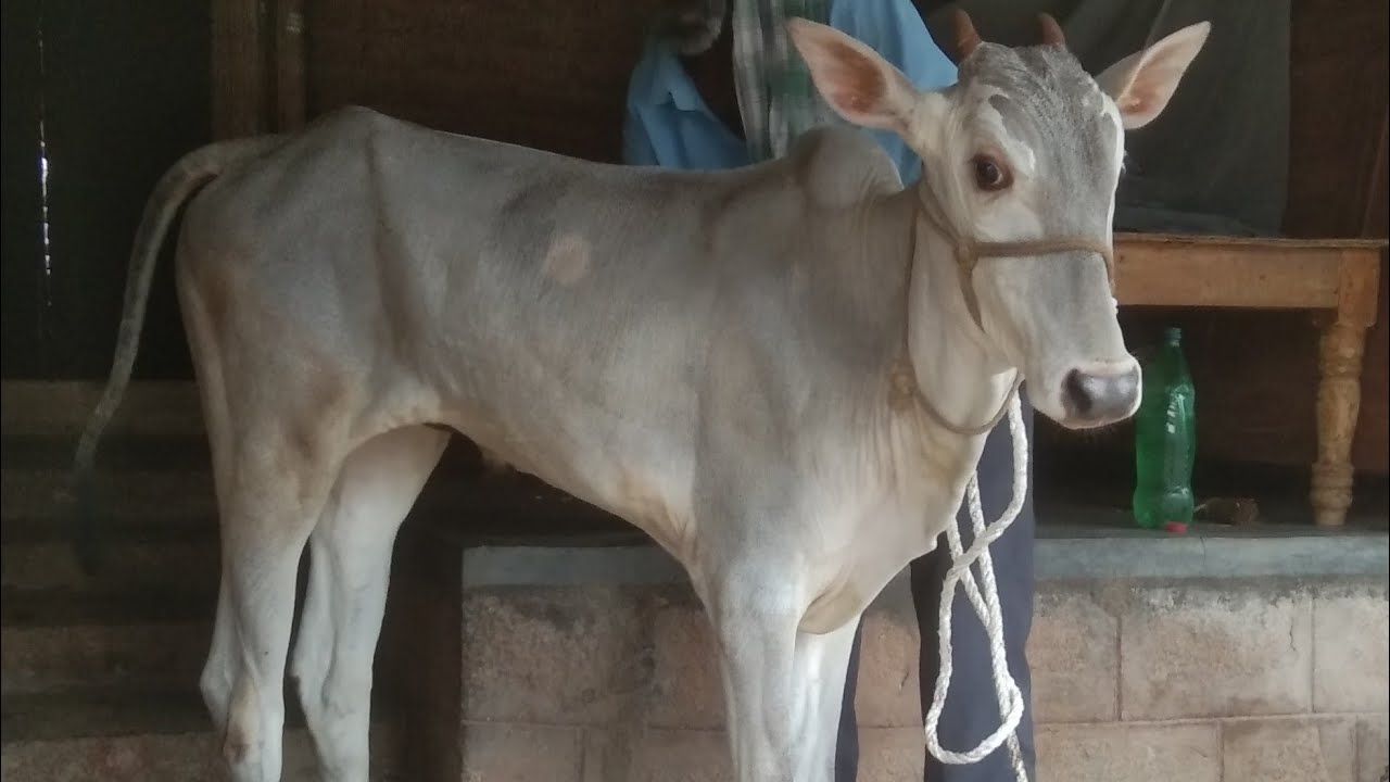 Most Beautiful Hallikar Bull Calf | Hallikar Bull - YouTube