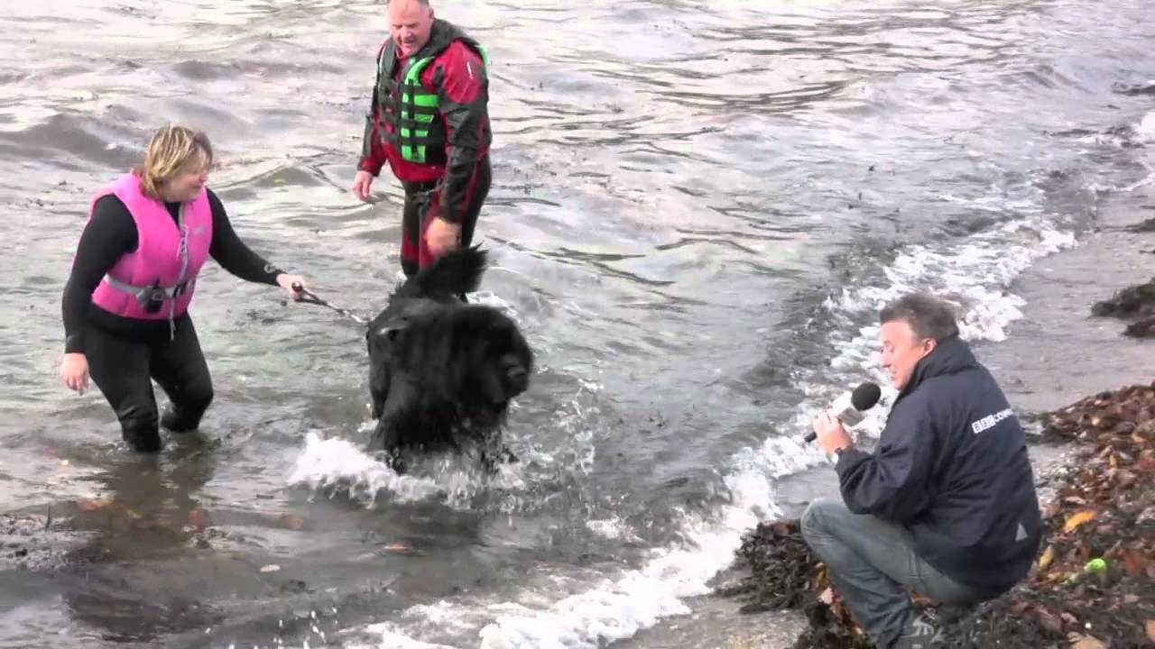 Newfoundland Dog Rescue Demonstration - YouTube