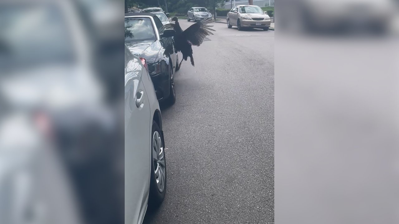 Video of the Day: Wild turkey attacks a car - YouTube