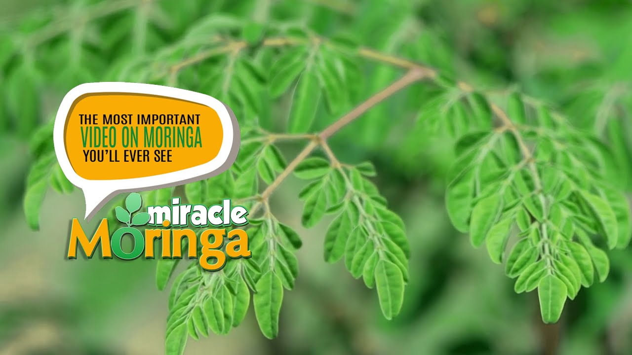 Miracle Moringa V2 HD - YouTube