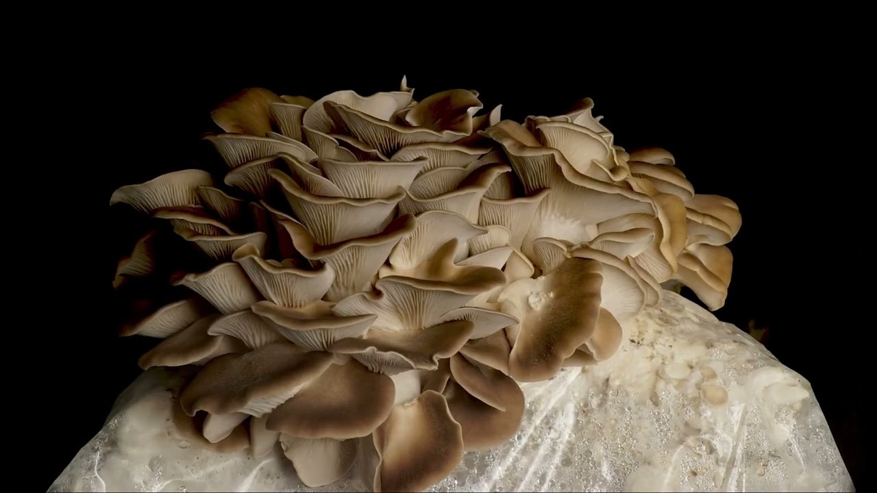 Lungenseitling anbauen im Zeitraffer pleurotus plumonarius ...