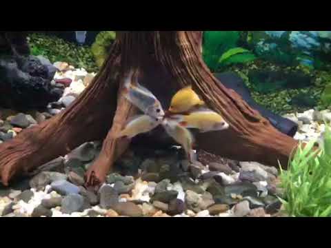Baby red devil cichlid feeding - YouTube