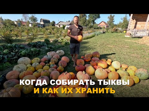 ТЫКВА МОЖЕТ НЕ ВЫЗРЕТЬ, КАК БЫТЬ? Как ускорить созревание тыквы, когда убирать и как хранить.