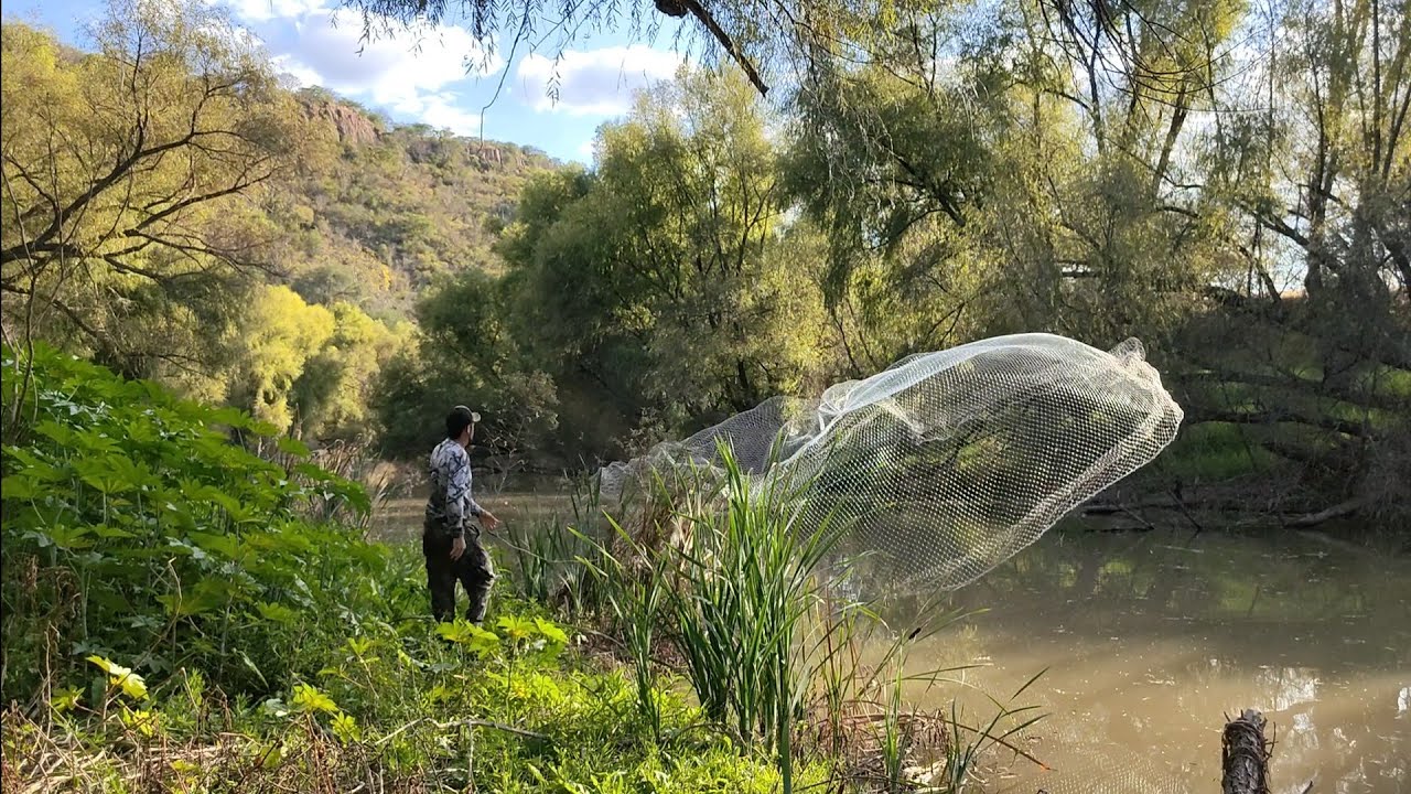 una pesca perrona de carpas grandes en los charcos del rio y tilapias ...