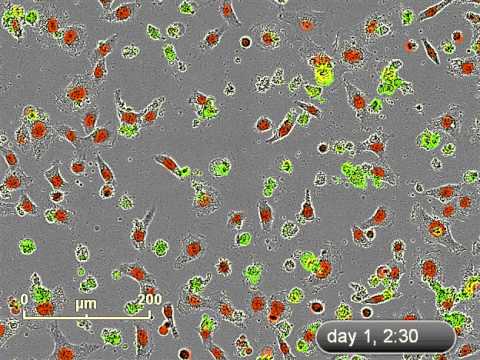 Essen BioScience - HT1080 NucLight Red CMP Cytotoxicity - YouTube