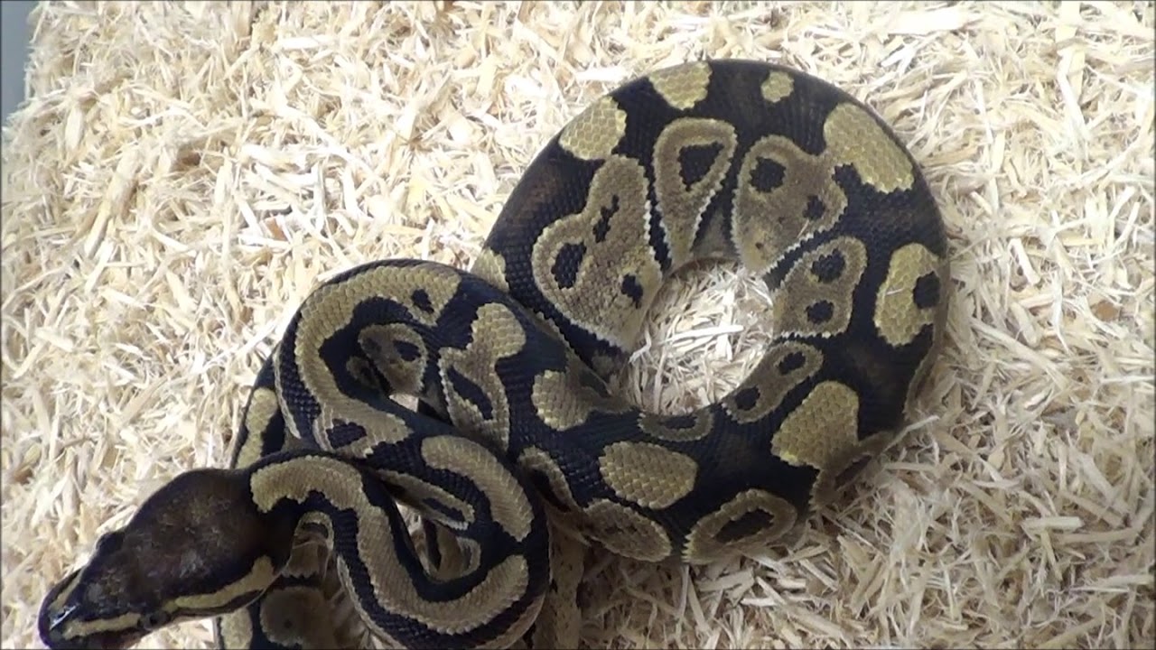 1 Female DH VPI Axanthic Clown Ball Python, 1802 - YouTube