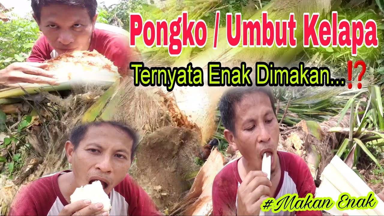 Pongko / Umbut Kelapa Ternyata Bisa Dimakan...⁉️😱😱 - YouTube