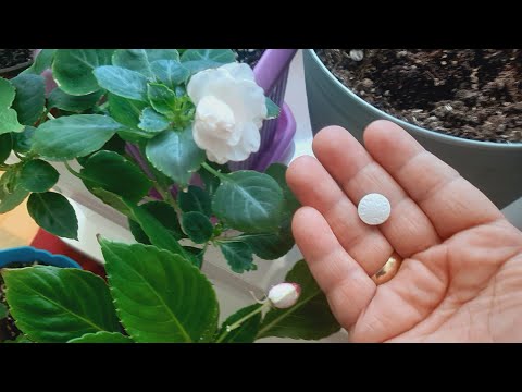 Açmayan Cam güzeli Çiçeği Kalmasın✅Çiçek Bakımı✅Çiçek Coşturan✅