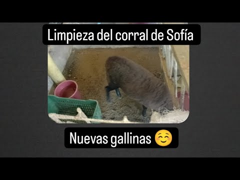 Nuevas gallinas y limpieza del corral de Sofía 😀 - YouTube