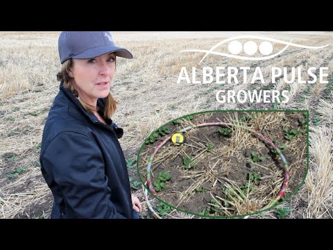 Determining Plant Stand Counts - A Quick How-to-Video - YouTube