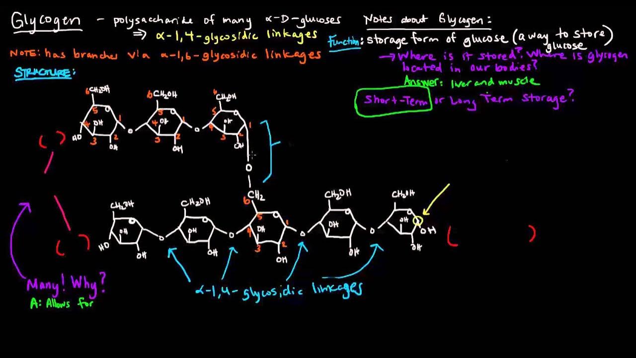 Glycogen (Part 1 of 4) - Structure and Function - YouTube