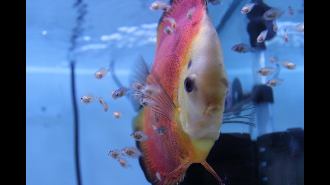 Chicago Discus Fry - YouTube