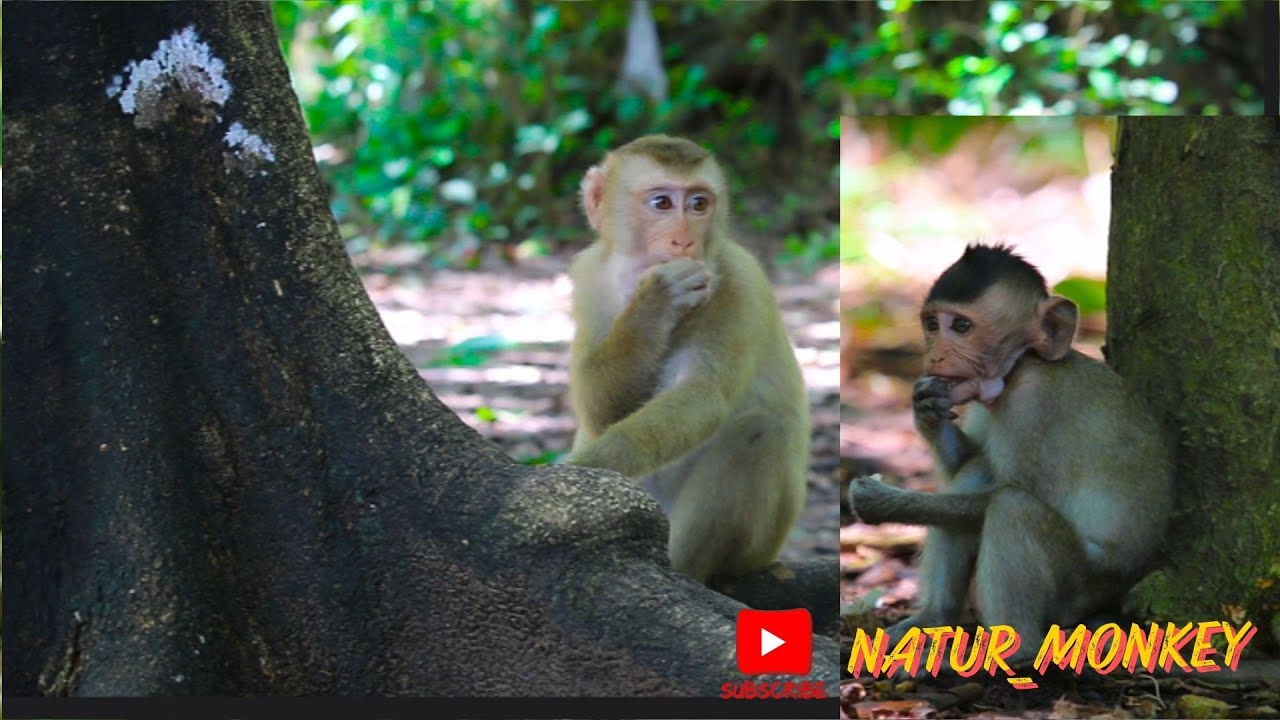 Social Structures and Behavior of Monkeys - YouTube