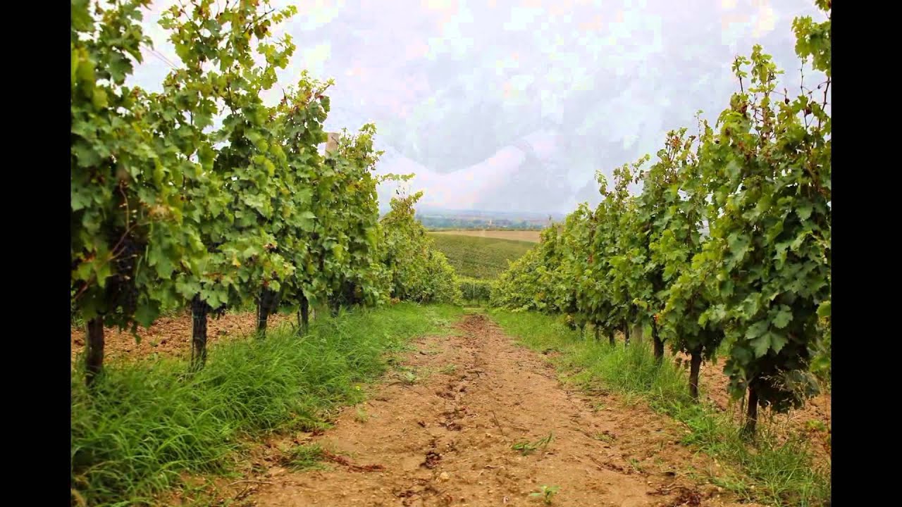 Petro Vaselo Winery, crameRomania.ro - YouTube