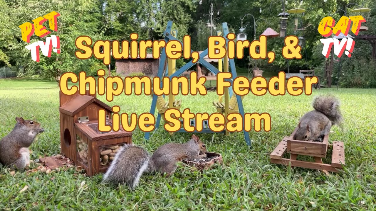 Saturday Morning Squirrel, Bird, Chipmunk & Groundhog Feeder Live ...
