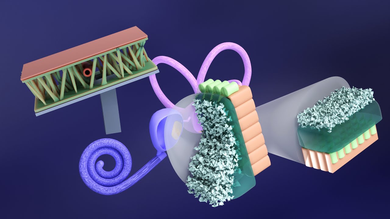 3D Embryology of Ear Part 2: Internal Ear Histogenesis of Utricle and ...