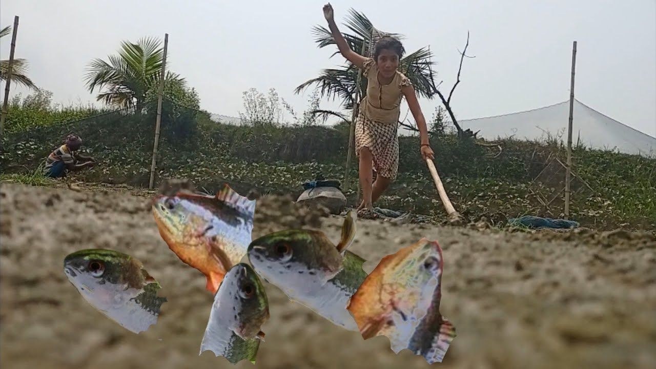 Village girl wonderful koi fishing by hand,Amazing koi fishing video's ...