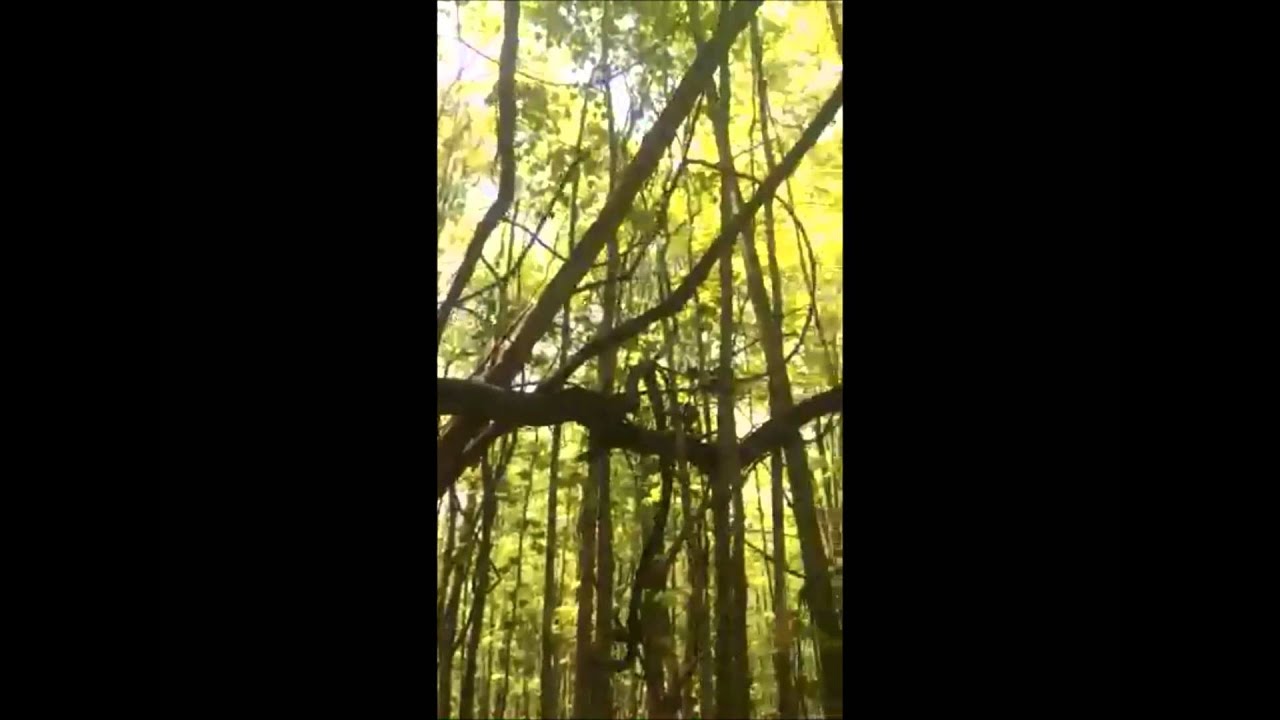 Clean Drinking Water from Grapevine - YouTube