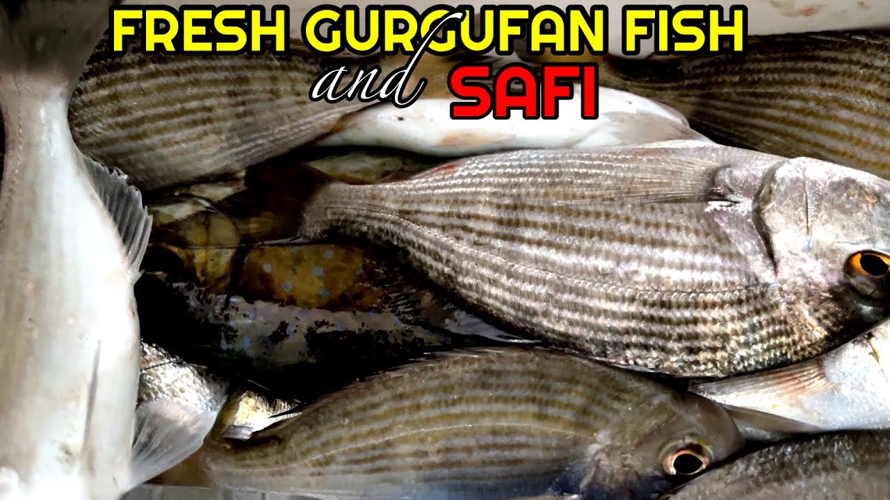 BAIT & WAIT / BAHRAIN FISHING - YouTube