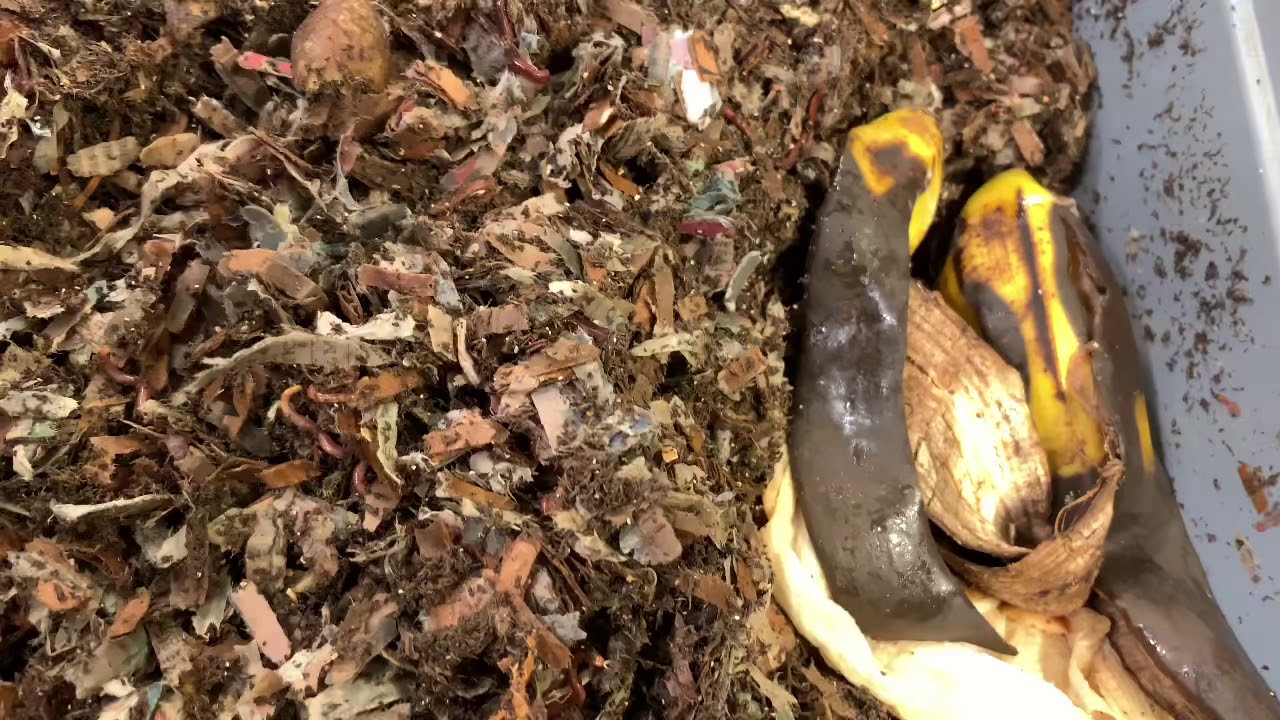 Red Wigglers, Blue’s, And European Nightcrawlers. Update And Feeding ...