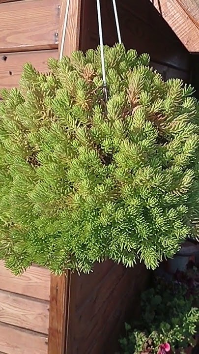 Сибирь. Седум Лемон Коралл. - YouTube