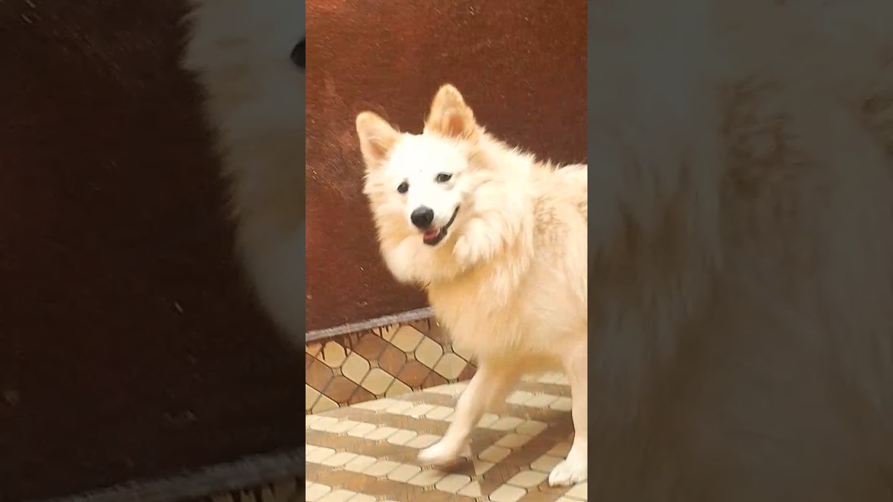 Indian spitz dog morning time playing 😄🎴 - YouTube