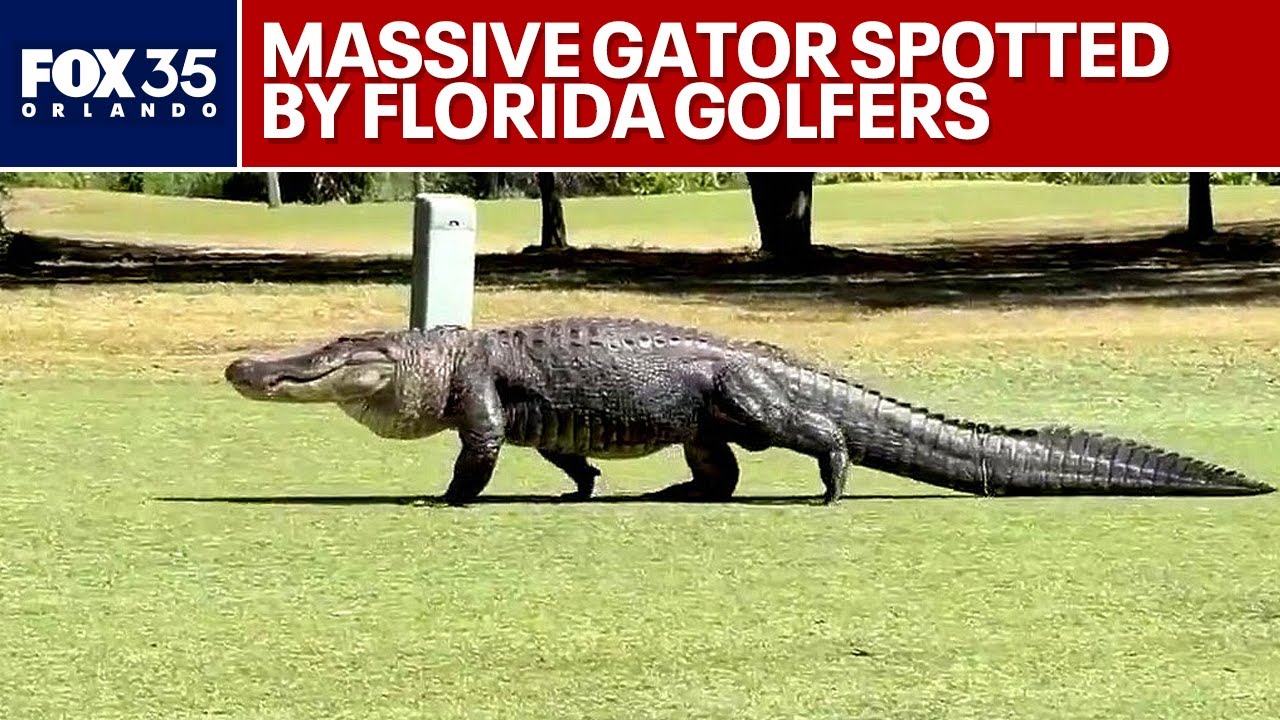 Massive alligator spotted by Florida golfers in Kissimmee ahead of peak ...
