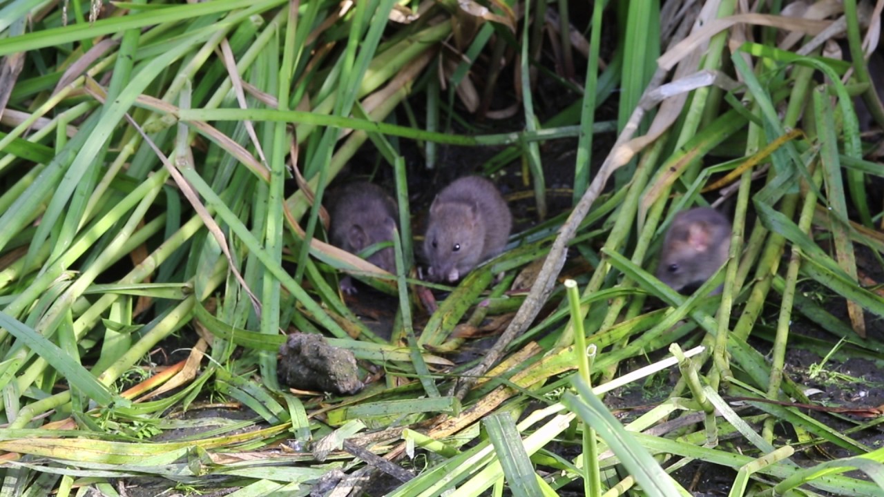 Brunrotte, Brown rat - YouTube
