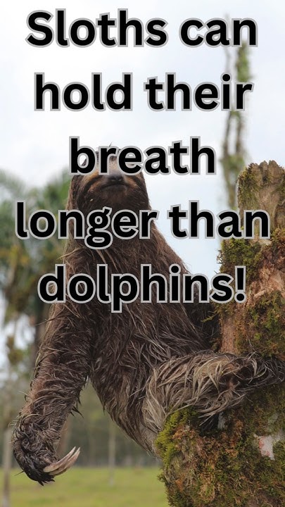 Sloths can hold their breath longer than dolphins! - YouTube