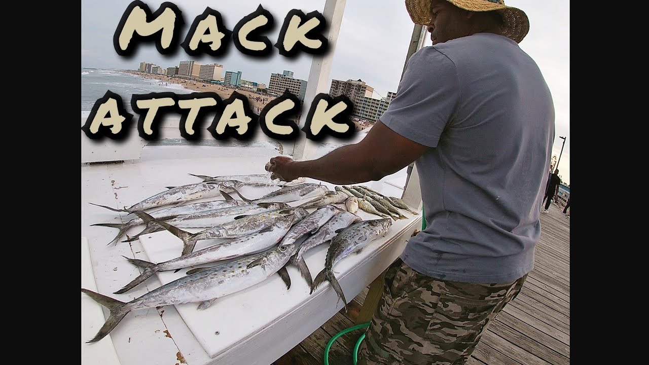 Spanish Mack Attack on Buckroe Fishing Pier #saltwaterfishing - YouTube