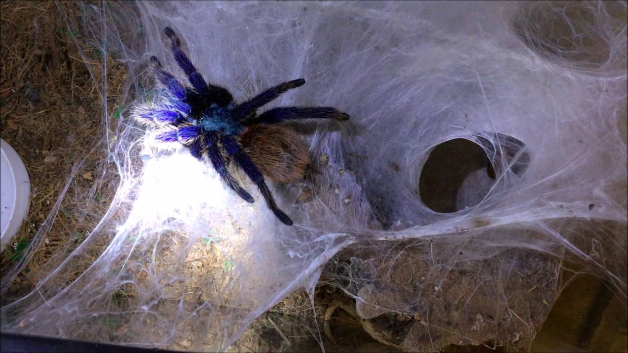 Green Bottle Blue Tarantula Webbing