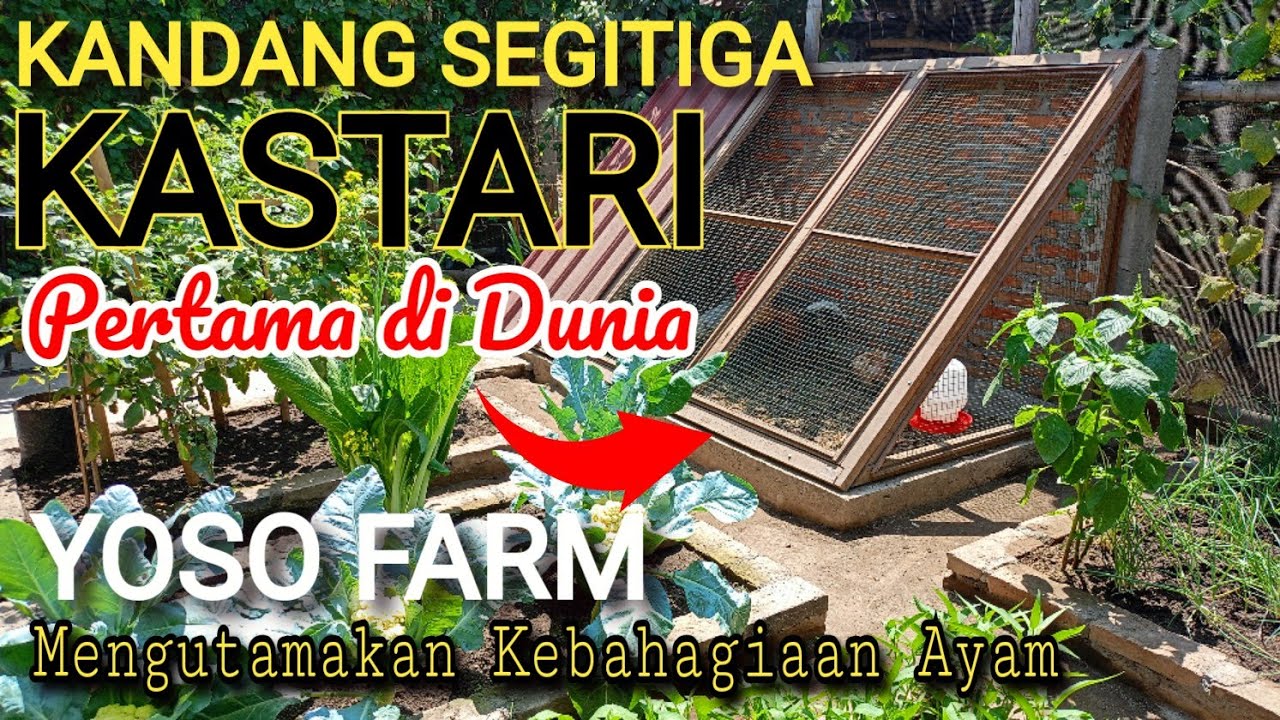 KANDANG SEGITIGA INI BIKIN AYAM BAHAGIA DAN BERTELUR SETIAP HARI || KANDANG KASTARI YOSO FARM ...