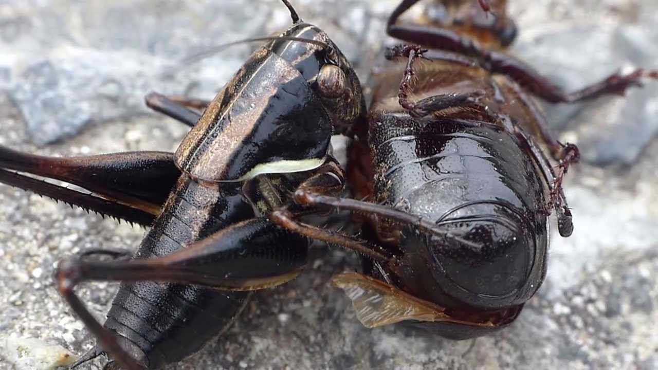 Black Katydid Nymph Scavenging on a Dead Scarab ヒメギス幼虫がクロコガネの死骸を食す ...