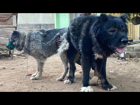 How to Perform a Successful and Effective Dog Mating For Large Breed #dog #petsrule #animal #animals