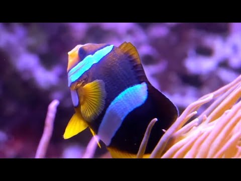 Calming sounds of water and bubbles with exotic fish. Listen to these ...