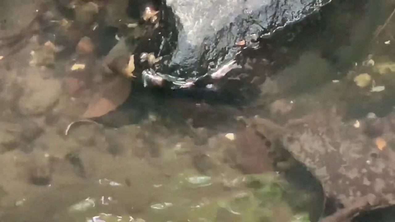 自然 生き物 観察 natural creature observation - YouTube