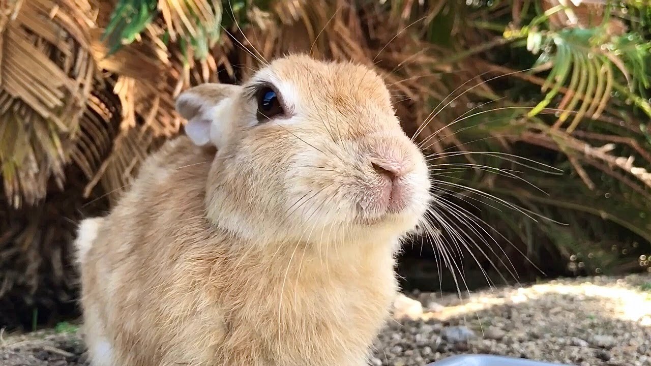 I've never seen such a beautiful wild rabbit! - YouTube