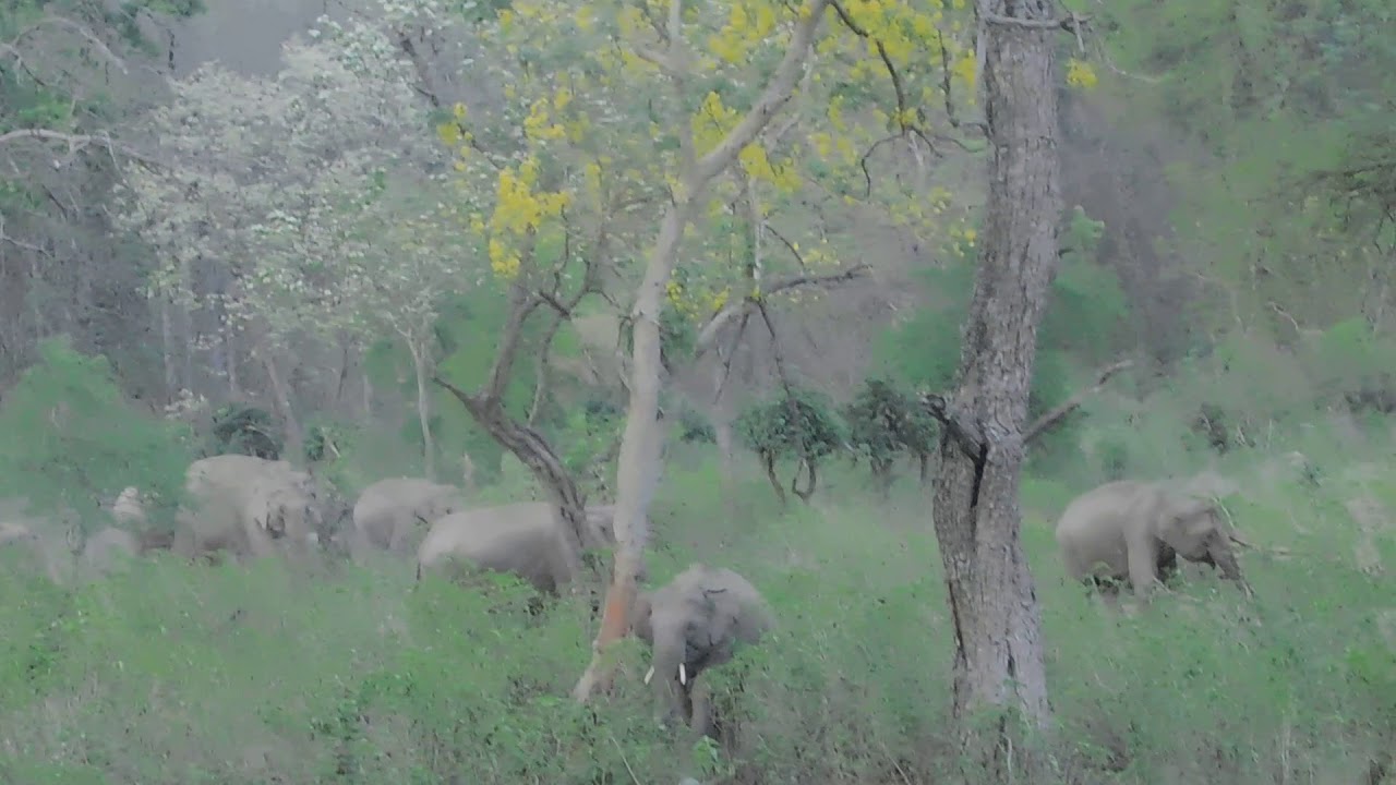 Elephant in motichur range rajaji tiger reserve - YouTube