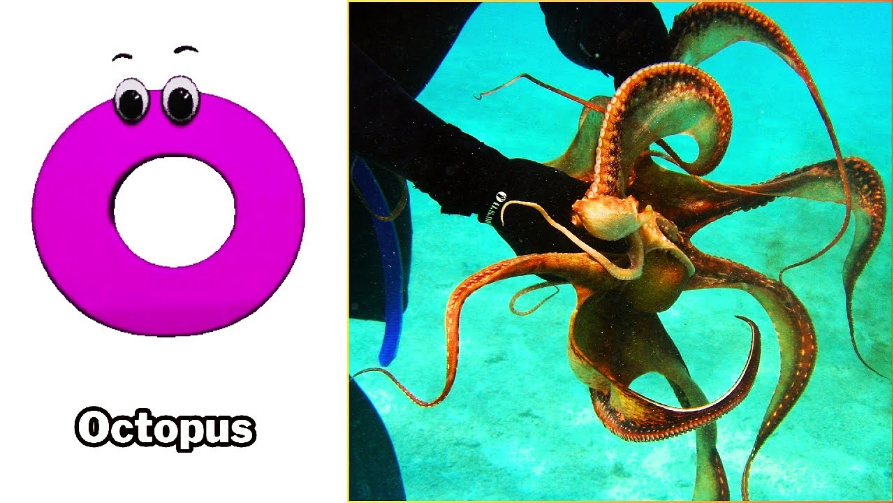 ABC - Alphabet Song - ABC Song - Collection - 2024 #1869 - YouTube