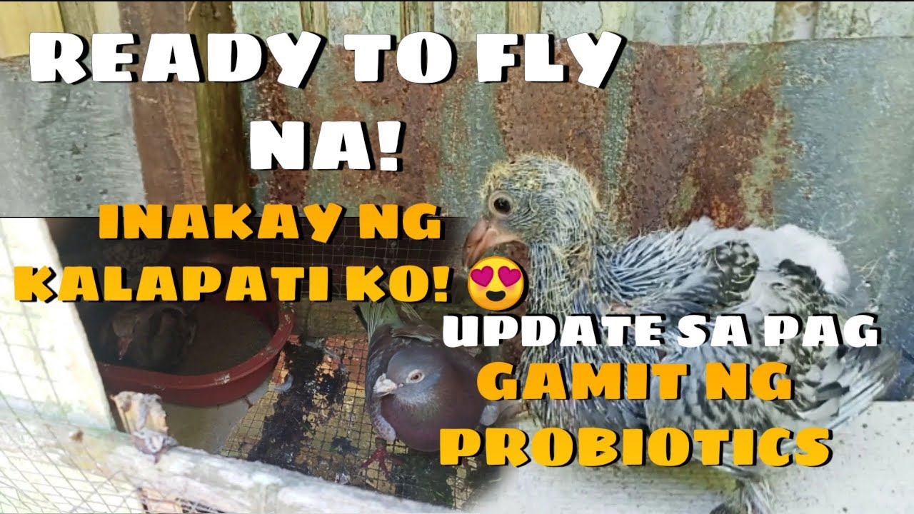 READY TO FLY NA INAKAY NG KALAPATI KO! PROBIOTICS UPDATE! #kalapati # ...
